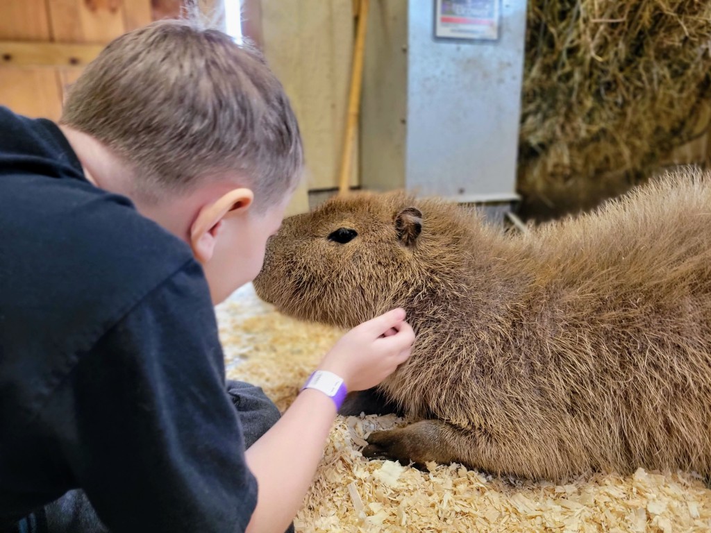 Lewis Adventure Farm & Zoo Capybara Experience - Travel the Mitten